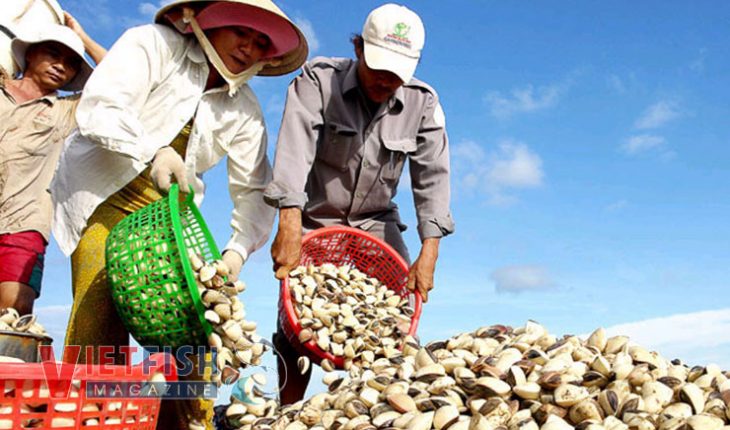 Mekong coastal district expands clam farming area - Vietnam Fisheries ...