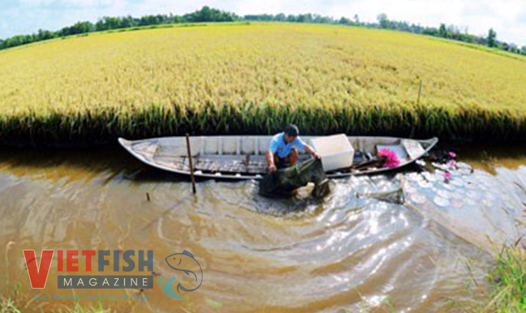 Expectation from model of organic shrimp – rice farming – Vietnam ...