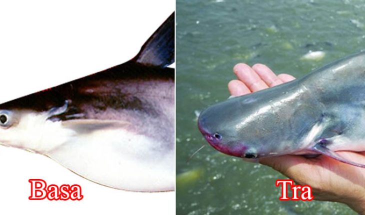 Tra fish exports to China face challenges - Vietnam Fisheries Magazine