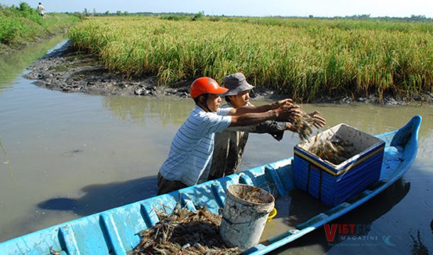 Take advantage of magrove-shrimp farming model – Vietnam Fisheries Magazine