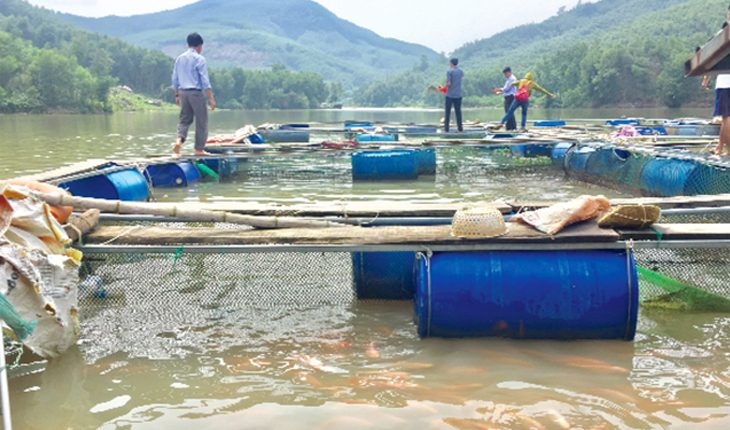 Quảng Ngãi: The efficiency of fish cage farming in cooperative groups ...