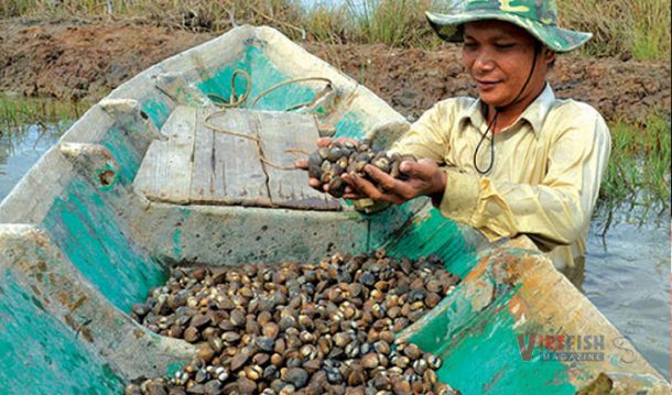 Cà Mau: Blood cockle culture in shrimp ponds – Vietnam Fisheries Magazine
