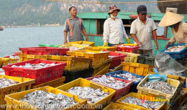 Vietnamese farmers to rush farming shrimp – Vietnam Fisheries Magazine