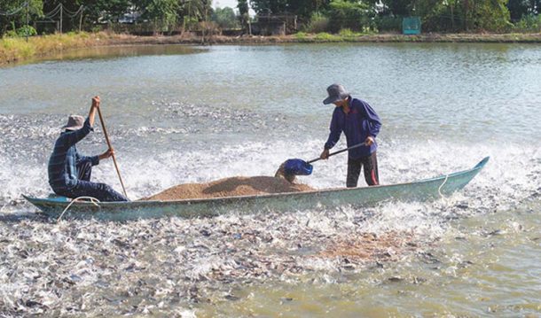 Vietnamese farmers to rush farming shrimp – Vietnam Fisheries Magazine