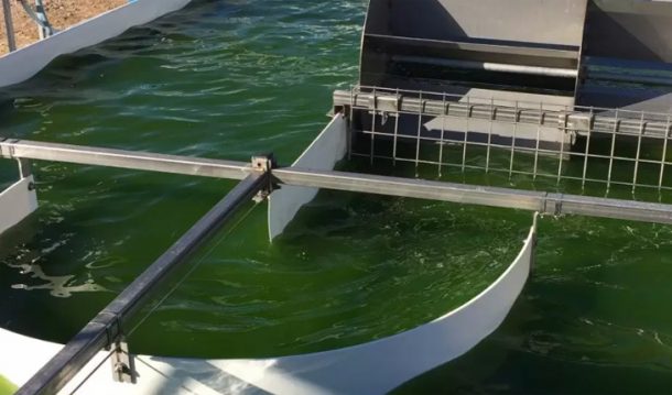 What are open and closed algae culture systems? – Vietnam Fisheries ...