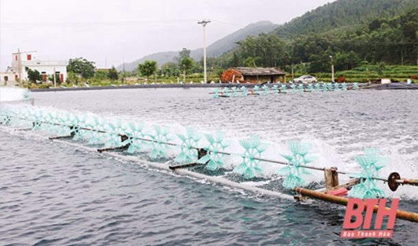 Marine farming industrial scale: The direction of the future – Vietnam ...