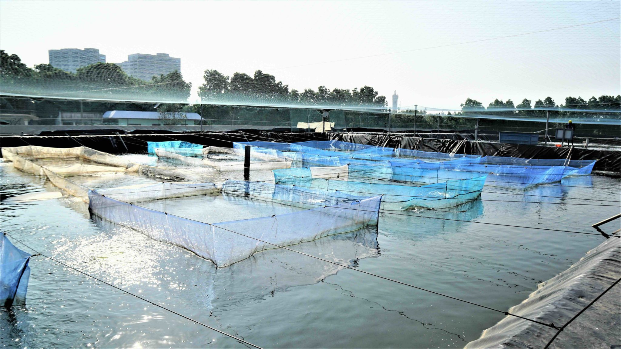 TARS 2024 returns to Thailand with renewed focus on Asia’s Finfish ...