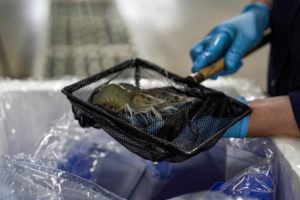 SPF vs. Non-SPF Breeding models – Benchmark’s strategy to deliver the ...