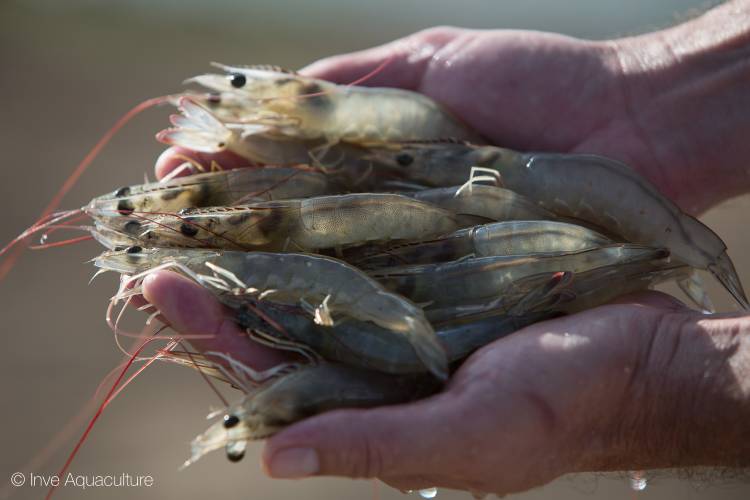 SPF vs. Non-SPF Breeding models – Benchmark’s strategy to deliver the ...