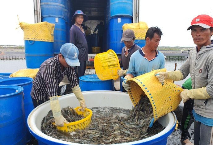 Vietnamese farmers to rush farming shrimp – Vietnam Fisheries Magazine