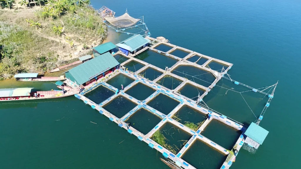 Lai Chau: The multibillion fish farming model at Ban Chat hydropower ...